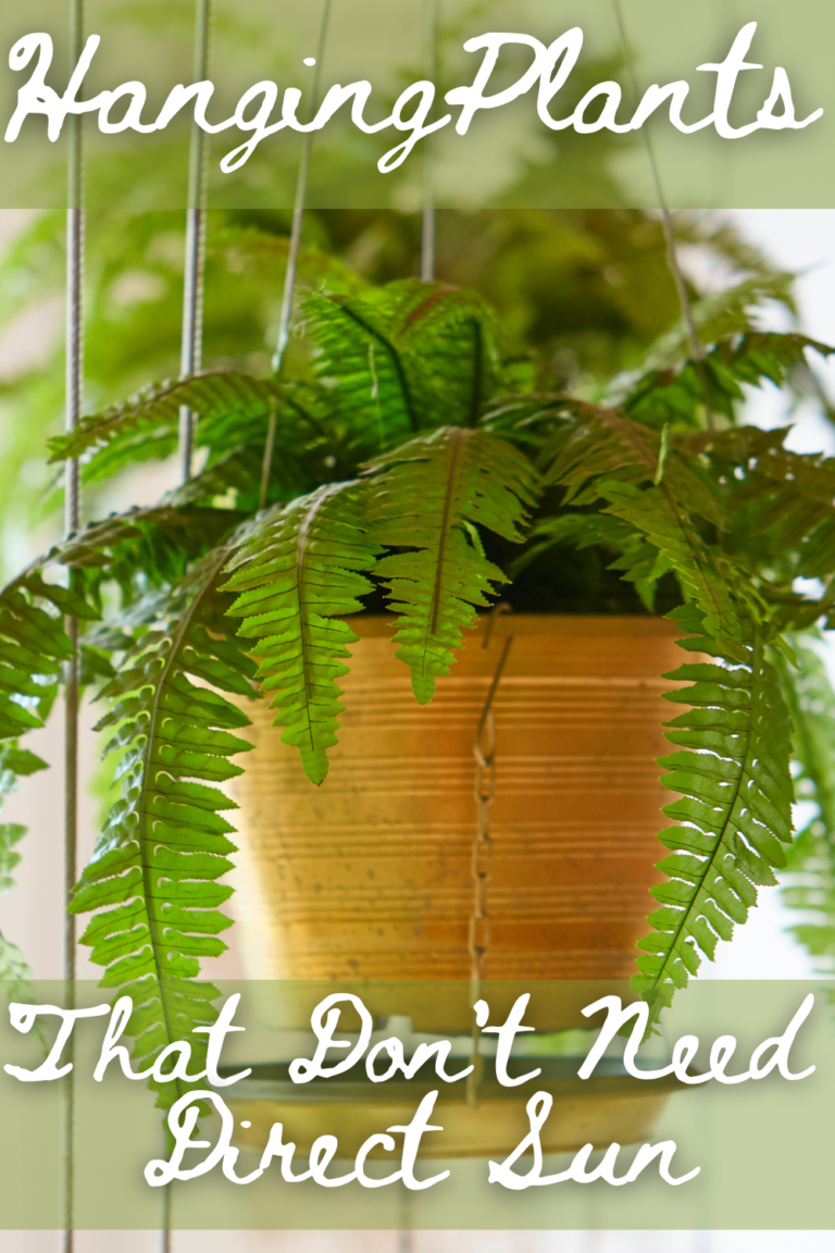 25 Indoor Hanging Plants That Don't Need Sunlight, Easy Care