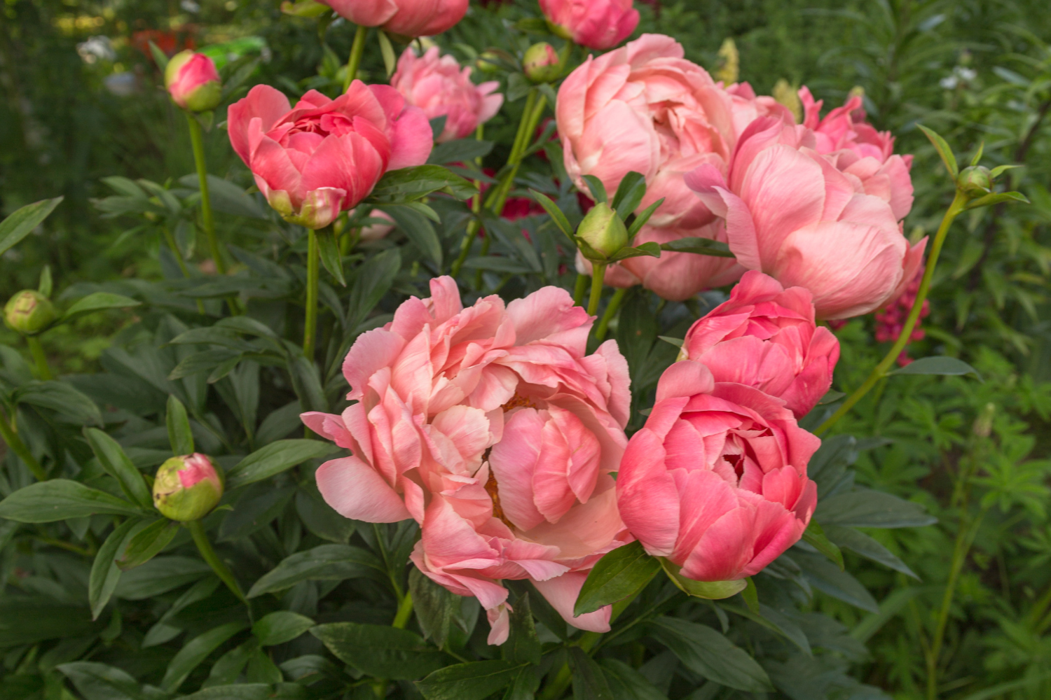 How to Grow Peonies at Home
