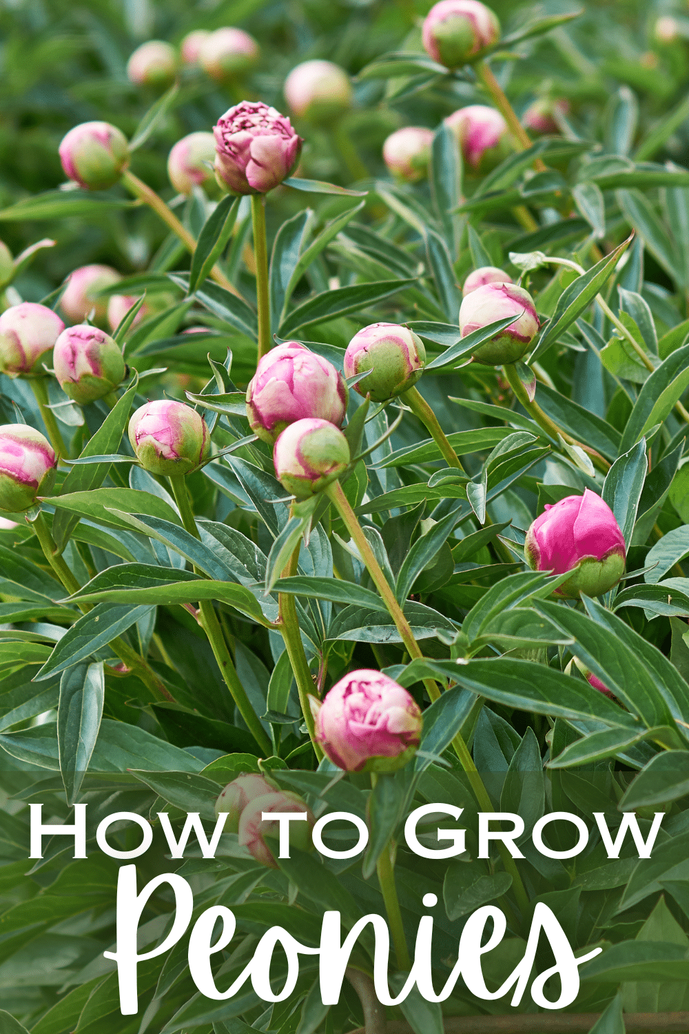 How to Grow Peonies at Home
