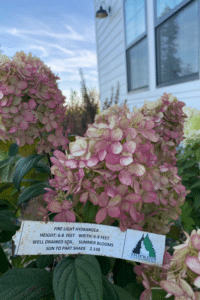 How to Grow Hydrangeas & Plant Care