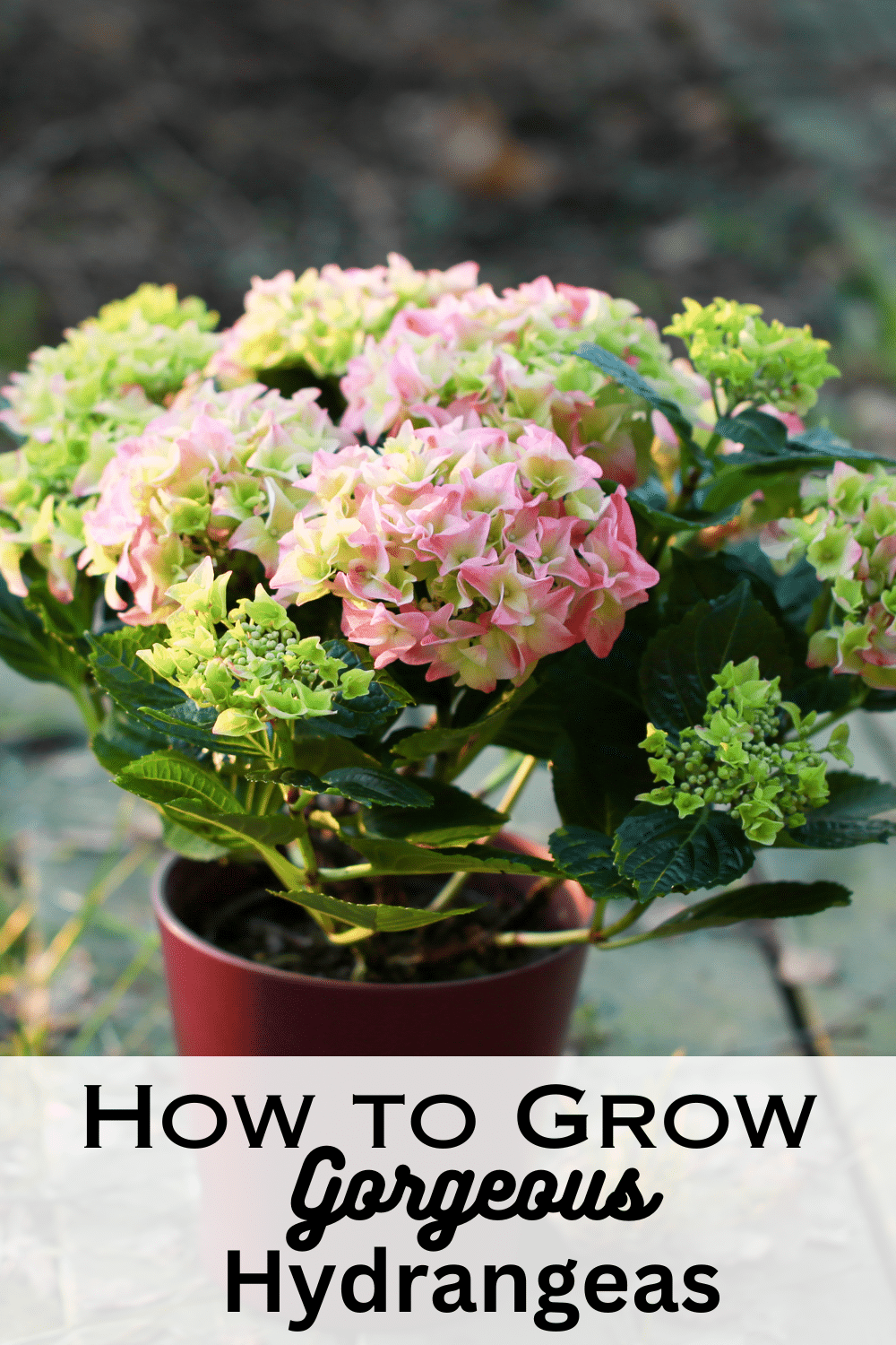 How to Grow Hydrangeas & Plant Care