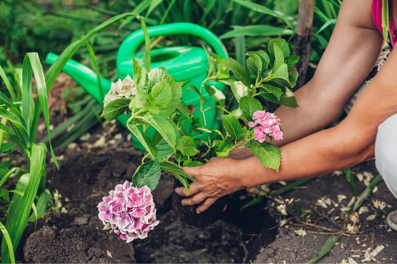 How to Grow Hydrangeas & Plant Care