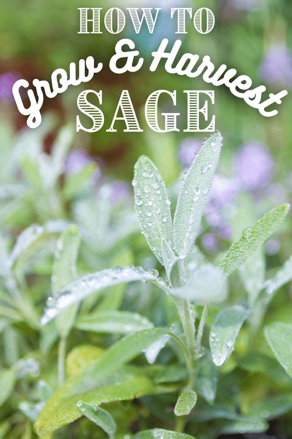 How to Grow Sage - Tips for Growing & Plant Care Guide