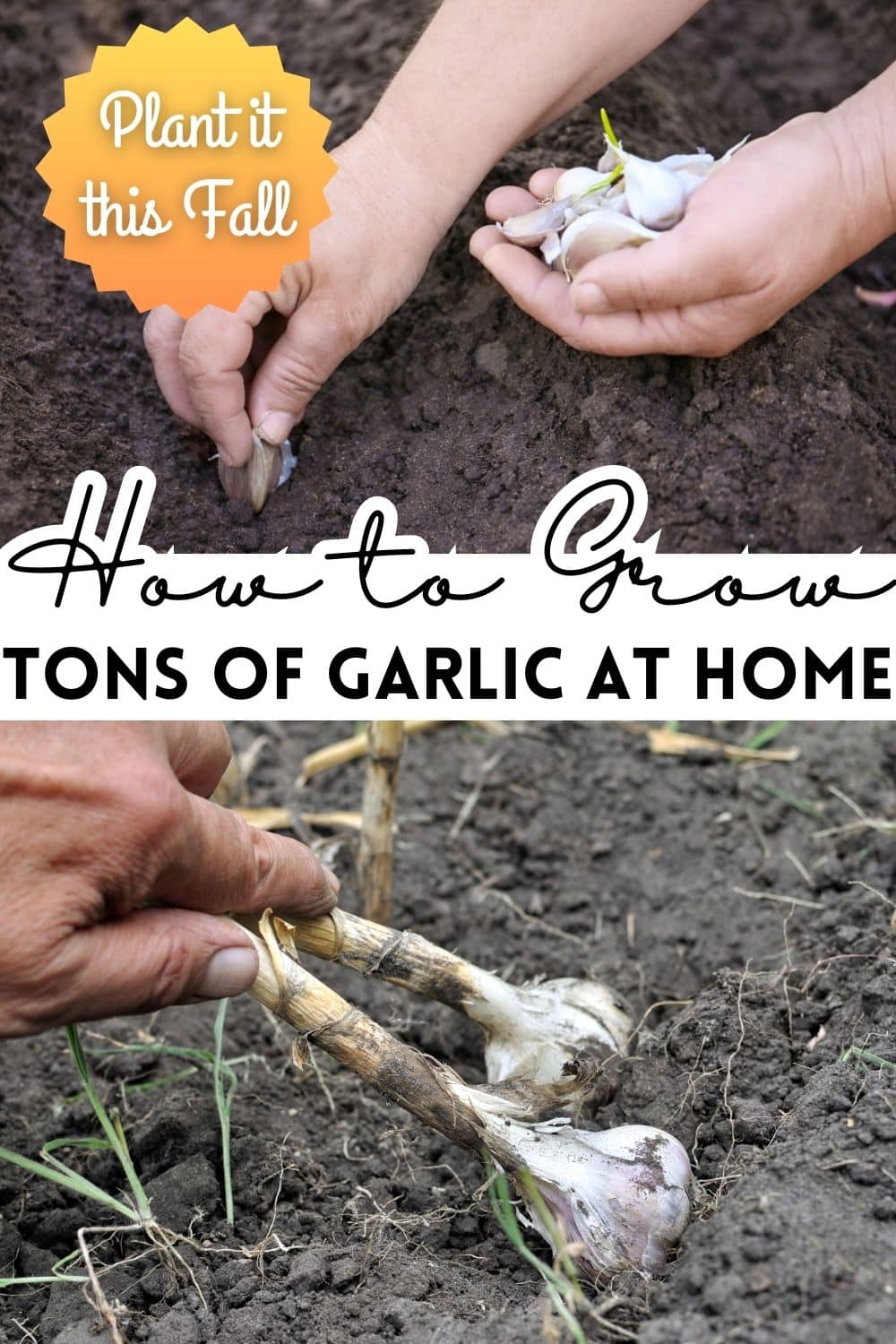 How to Grow Garlic at Home