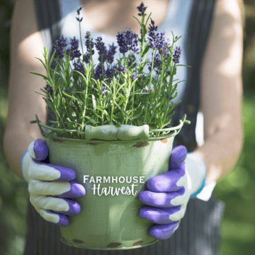 How To Grow Lavender Plant Height & Care