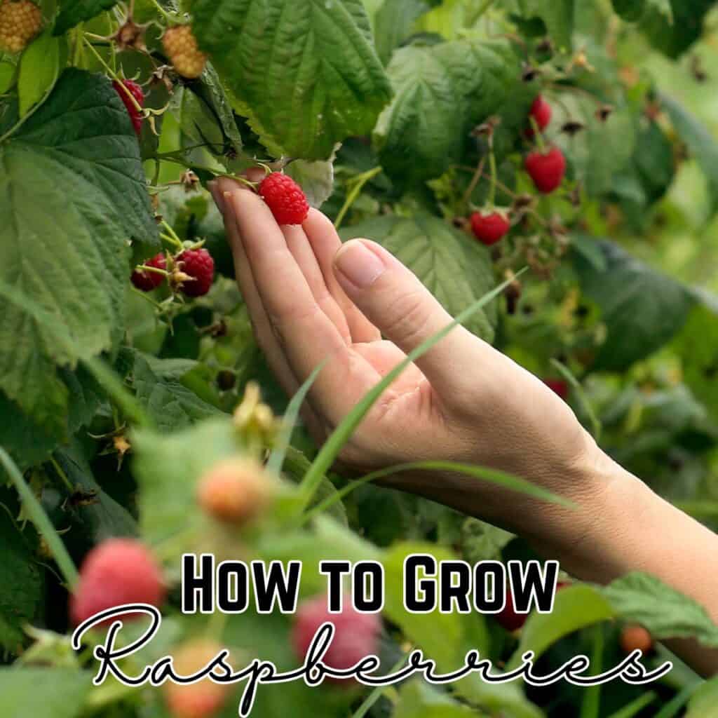 How to grow Raspberries, The best easy way! Farmhouse Harvest