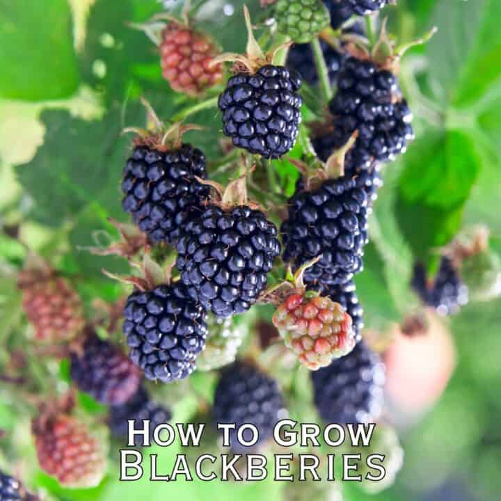 How To Grow Blackberries By The Gallon!