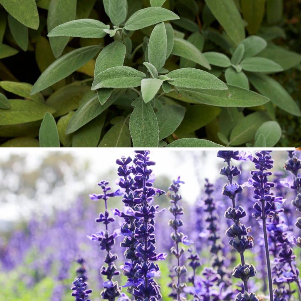How to Grow Sage - Tips for Growing & Plant Care Guide