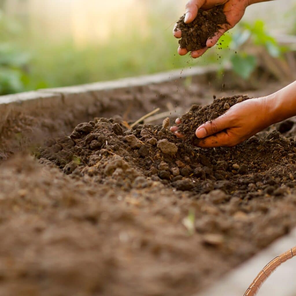 How to Grow Sage - Tips for Growing & Plant Care Guide
