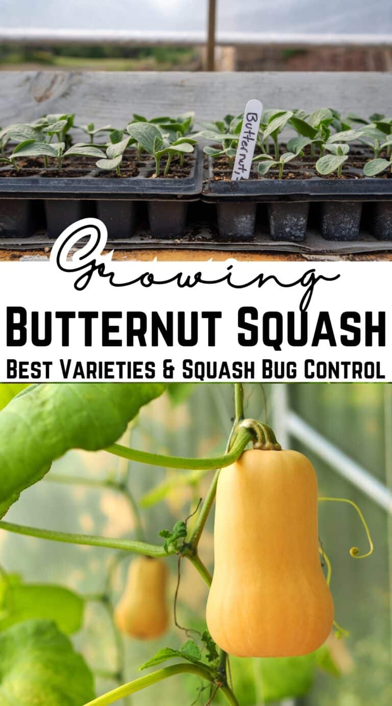 Growing Butternut Squash From Seed to Storage (Beating Squash Bugs!)